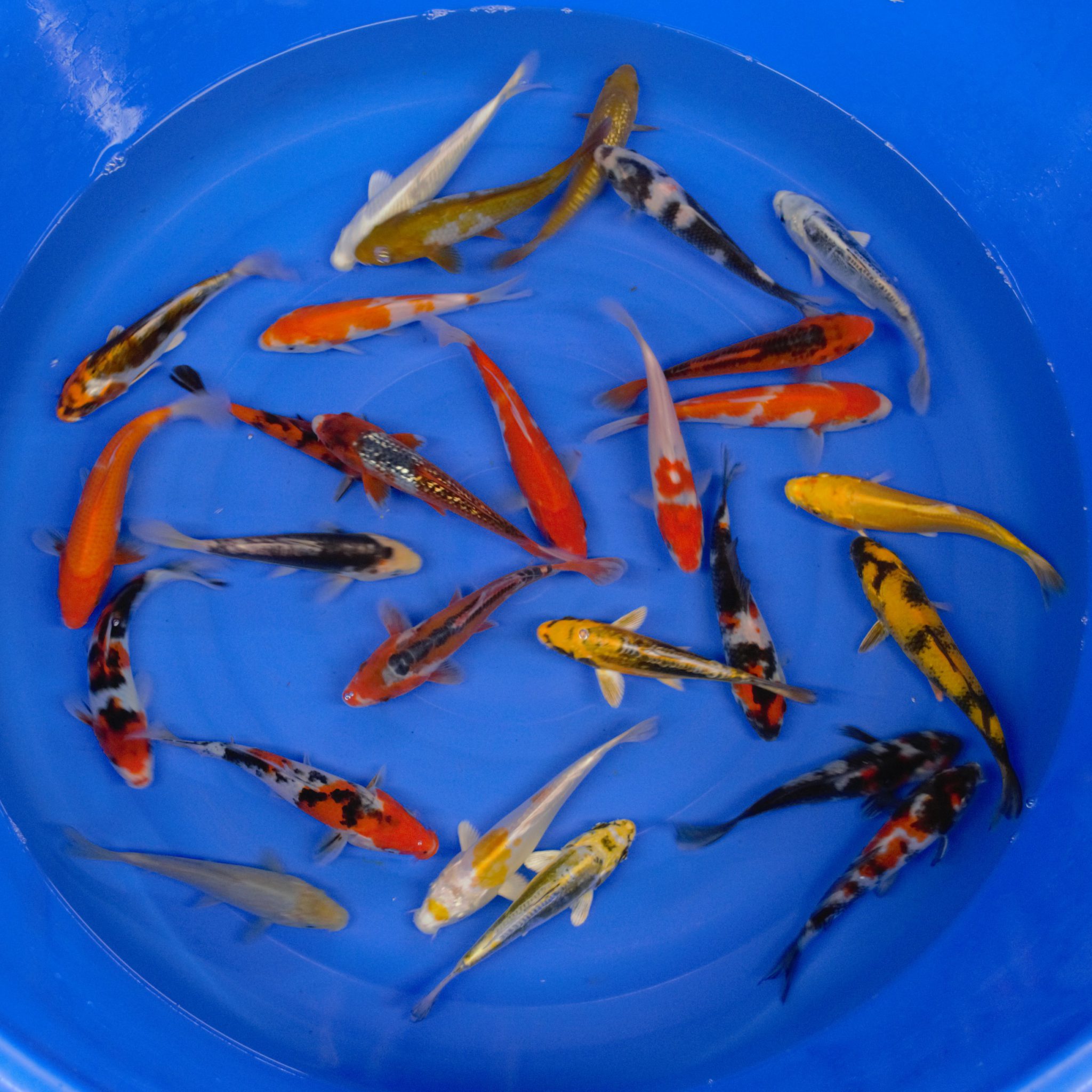 Koï européennes pour bassins de jardin | Vaste sélection