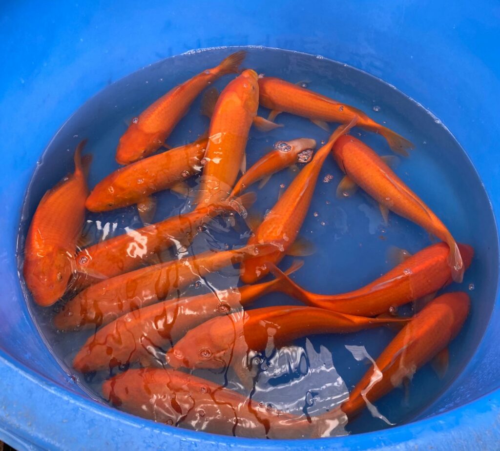 Jumbo Tosai Red Karashigoi 30-35cm - Koifarm Webshop