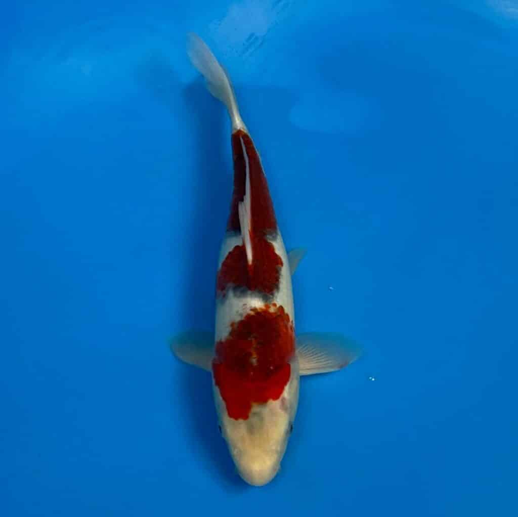 Budo Koromo 34cm - Koifarm Webshop