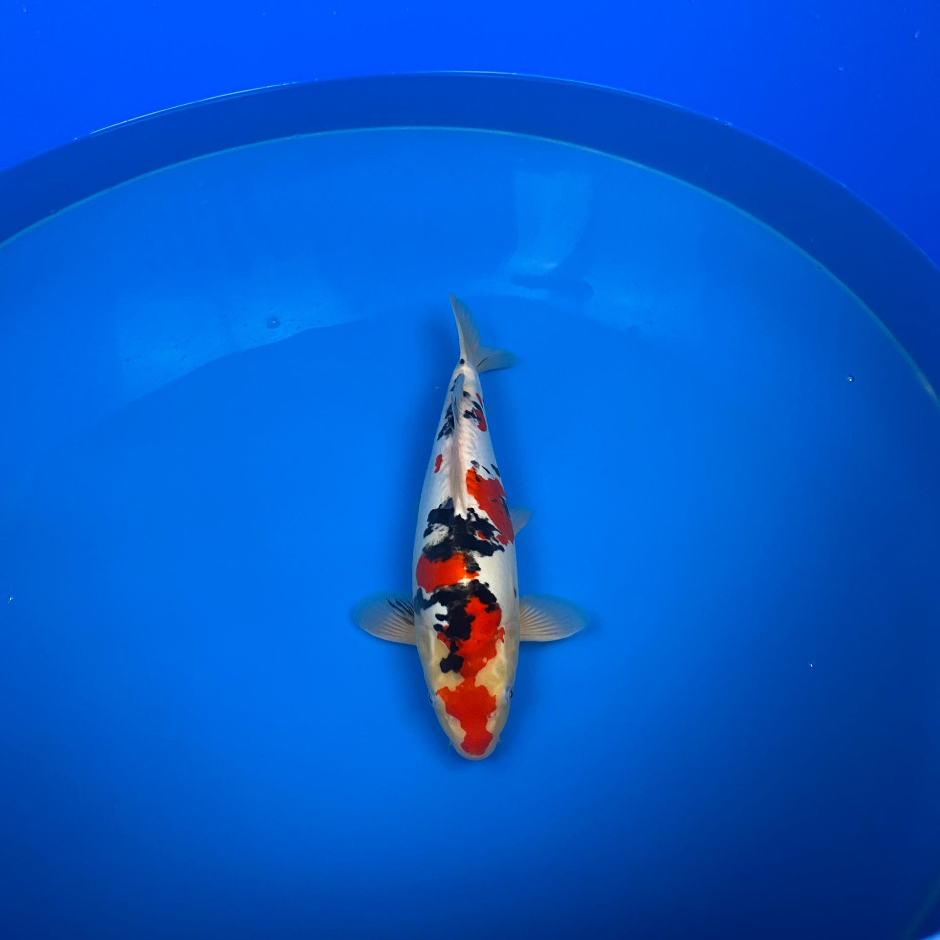 Sanke - Koifarm Webshop