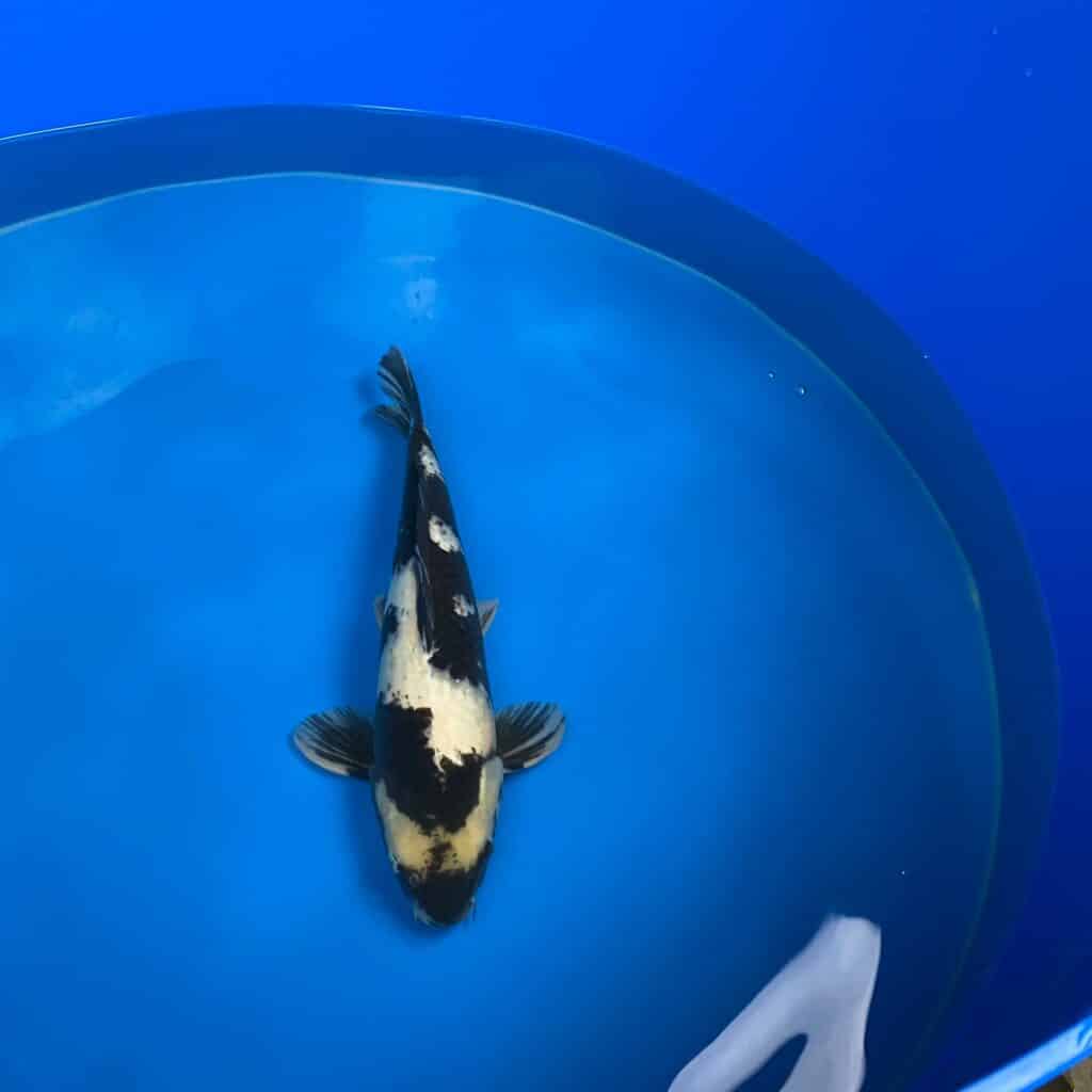 Shiro Utsuri - Koifarm Webshop