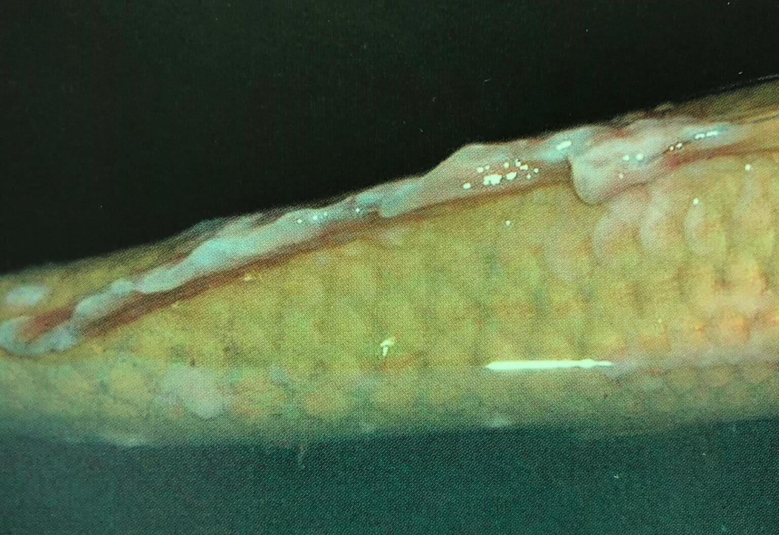 Karperpokken virus (Carp Pox virus) - Koifarm Webshop