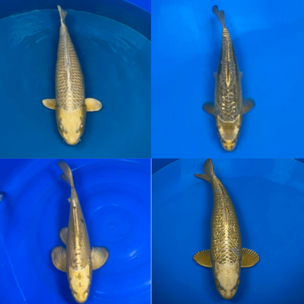 INFO koi variëteiten - fotoalbum per variëteit