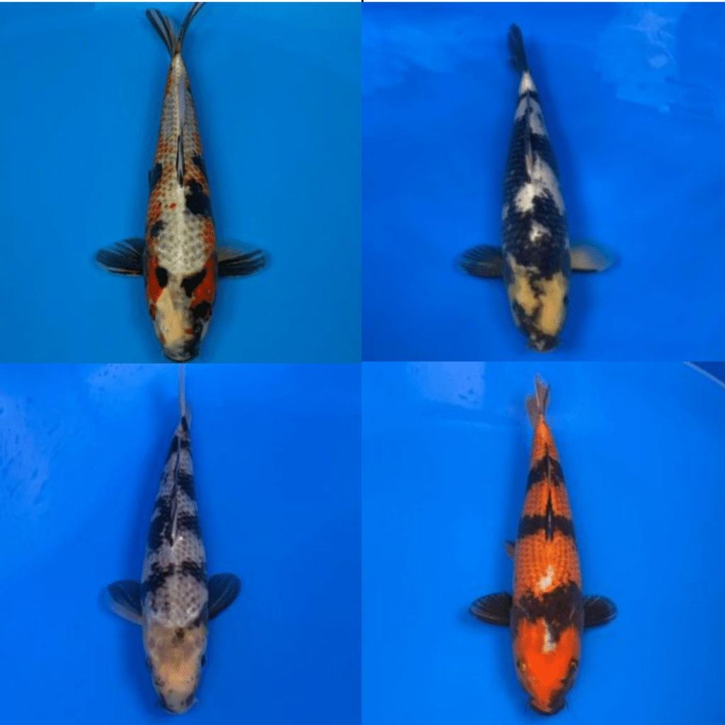 INFO - Koi-Sorten - Koifarm Webshop