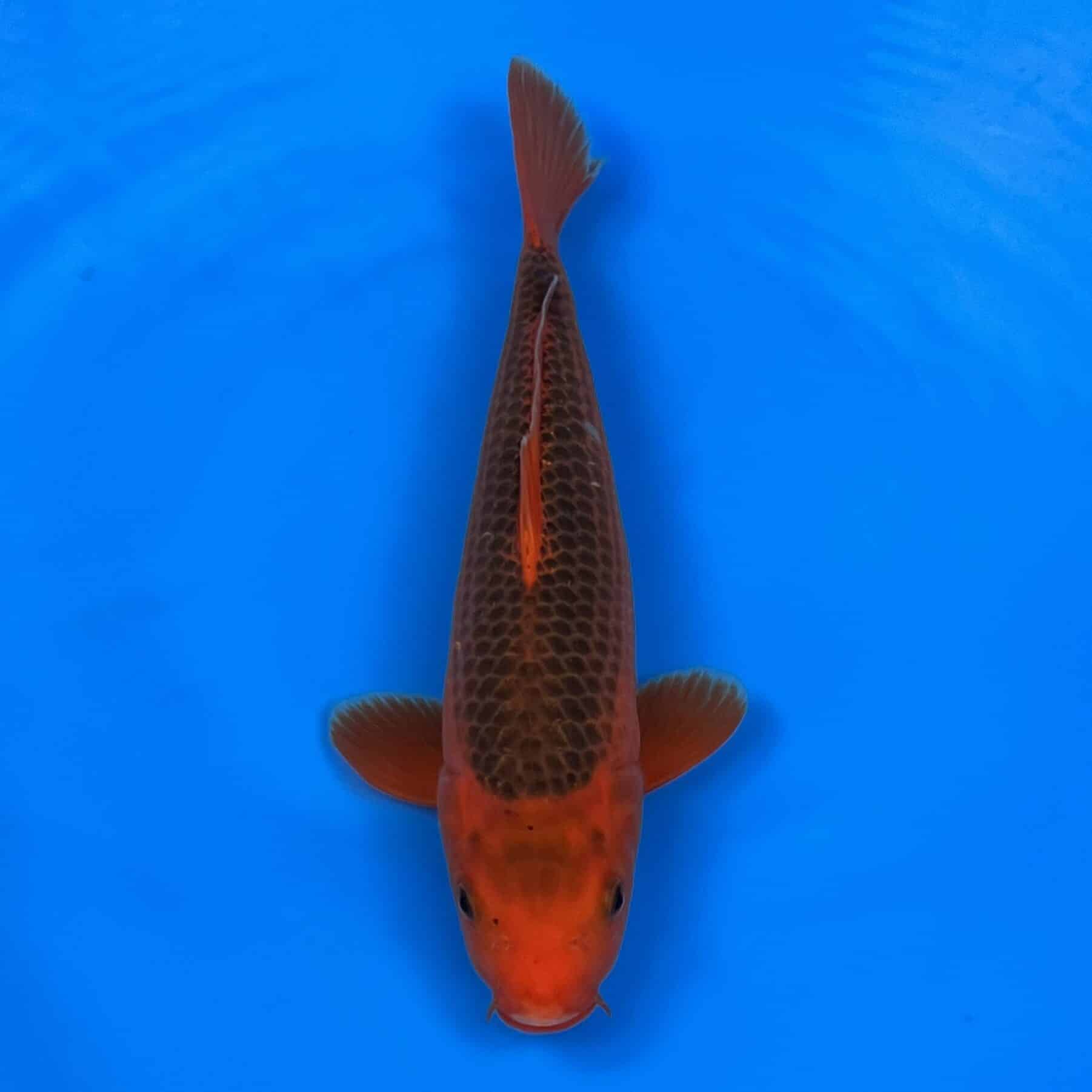 Aka Matsuba 35cm - Koifarm Webshop