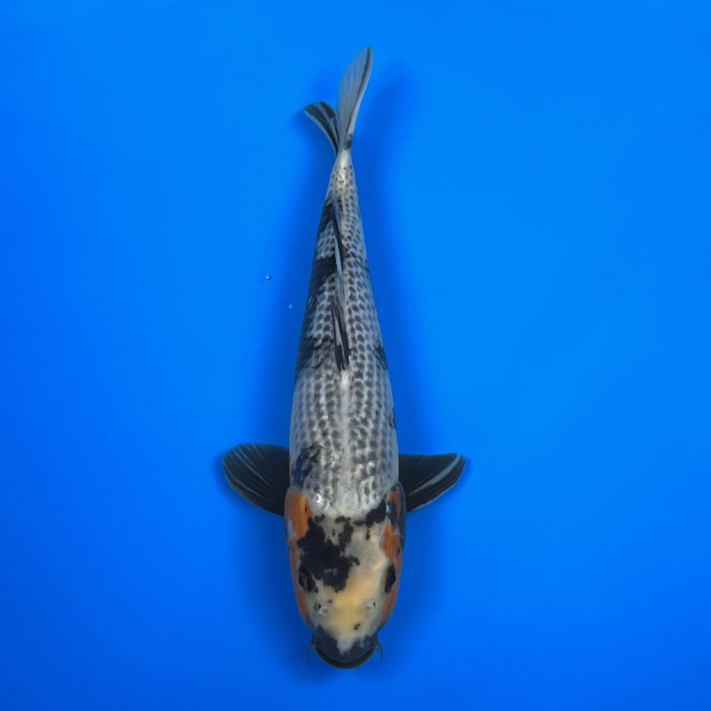 Asagi X Showa 38cm Koifarm Webshop