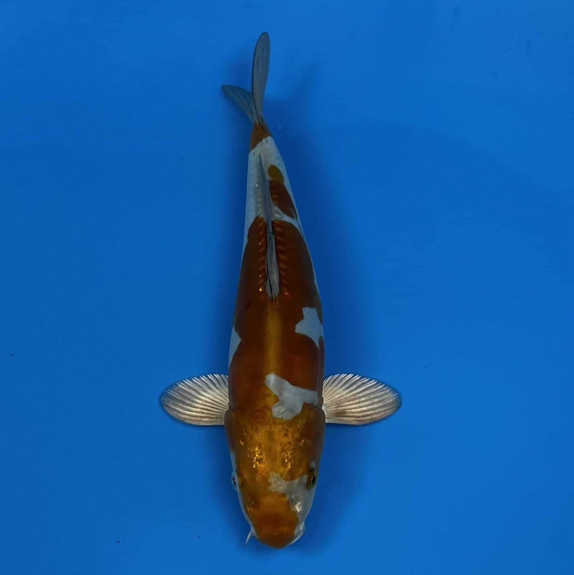 Doitsu Ochiba Shigure 32cm - Koifarm Webshop