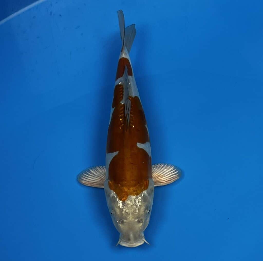 Doitsu Ochiba Shigure 38cm - Koifarm Webshop