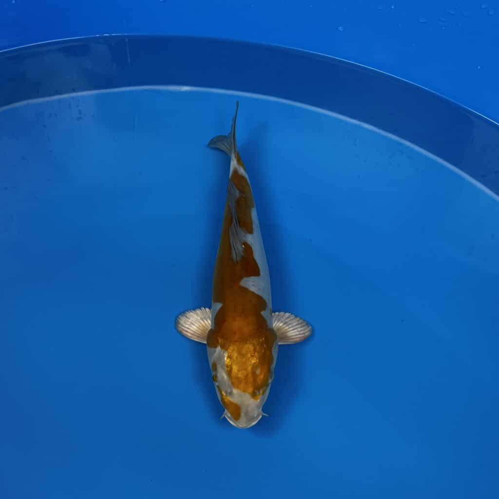 Doitsu Ochiba Shigure 39cm - Koifarm Webshop