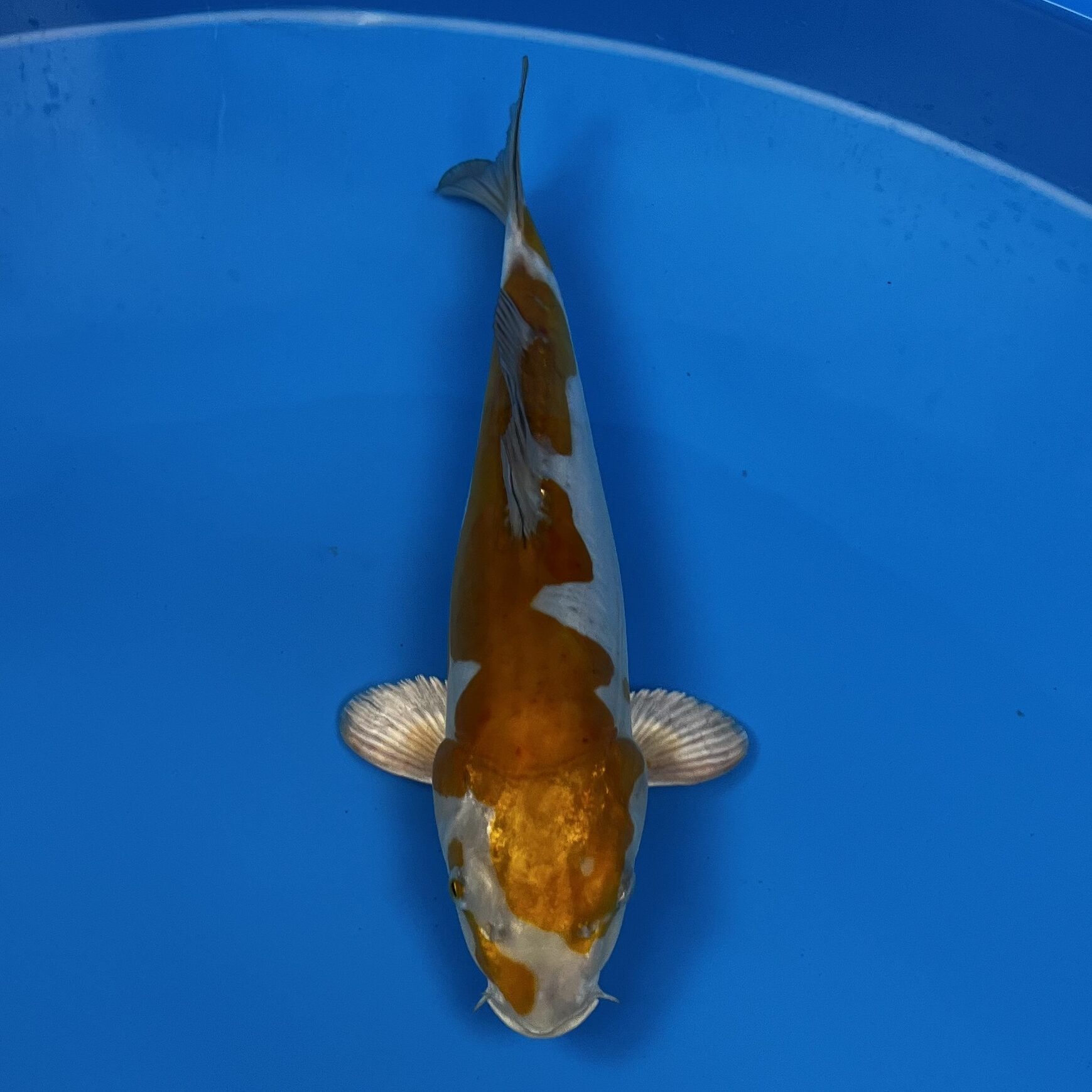 Doitsu Ochiba Shigure 39cm - Koifarm Webshop