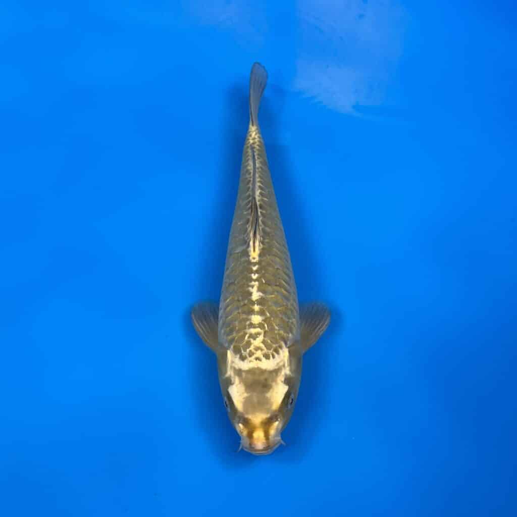 Aragoke Mukashi Ogon 32cm - Koifarm Webshop