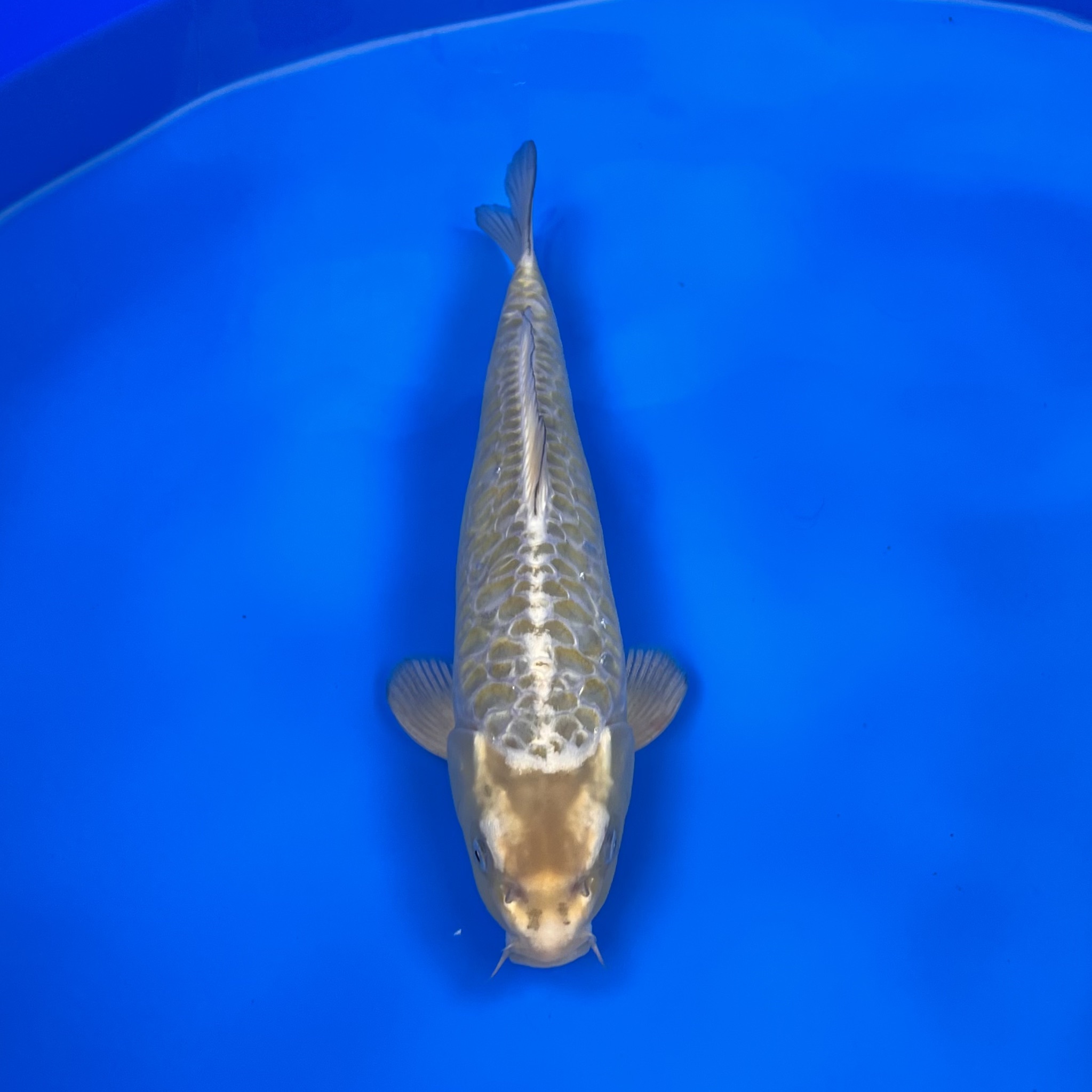 Aragoke Mukashi Ogon 37cm - Koifarm Webshop