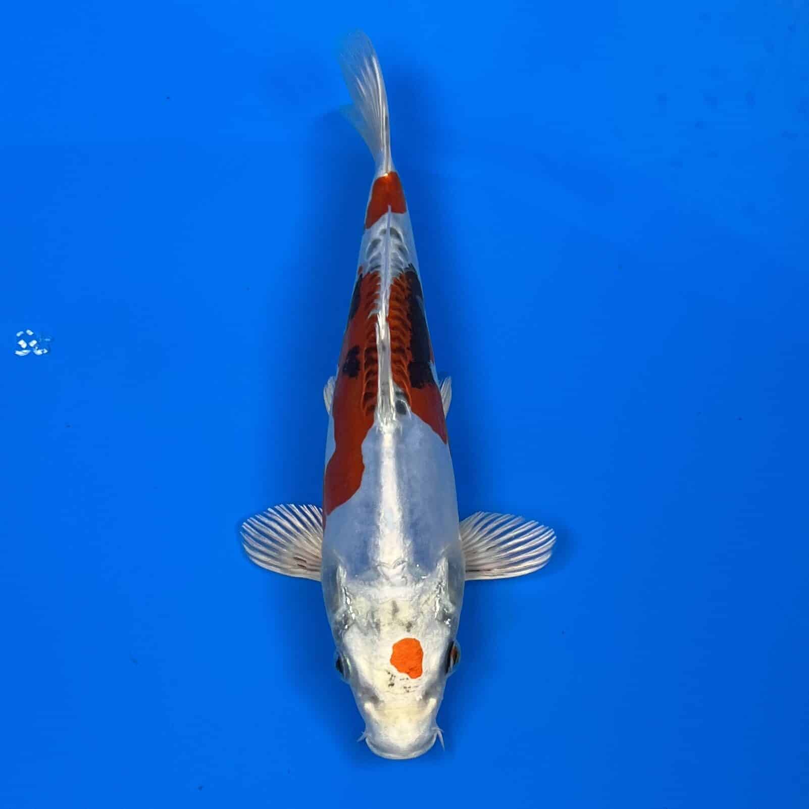 Maruten Beni Kikokuryu 24cm - Koifarm Webshop