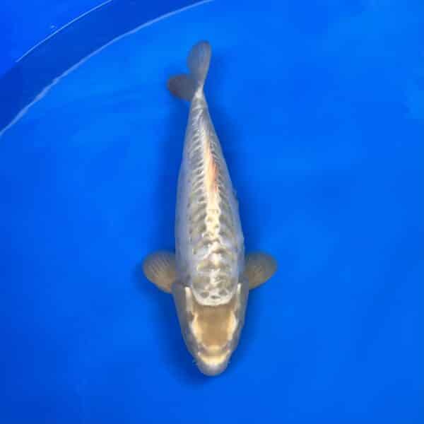 Mukashi Ogon 45cm - Koifarm Webshop