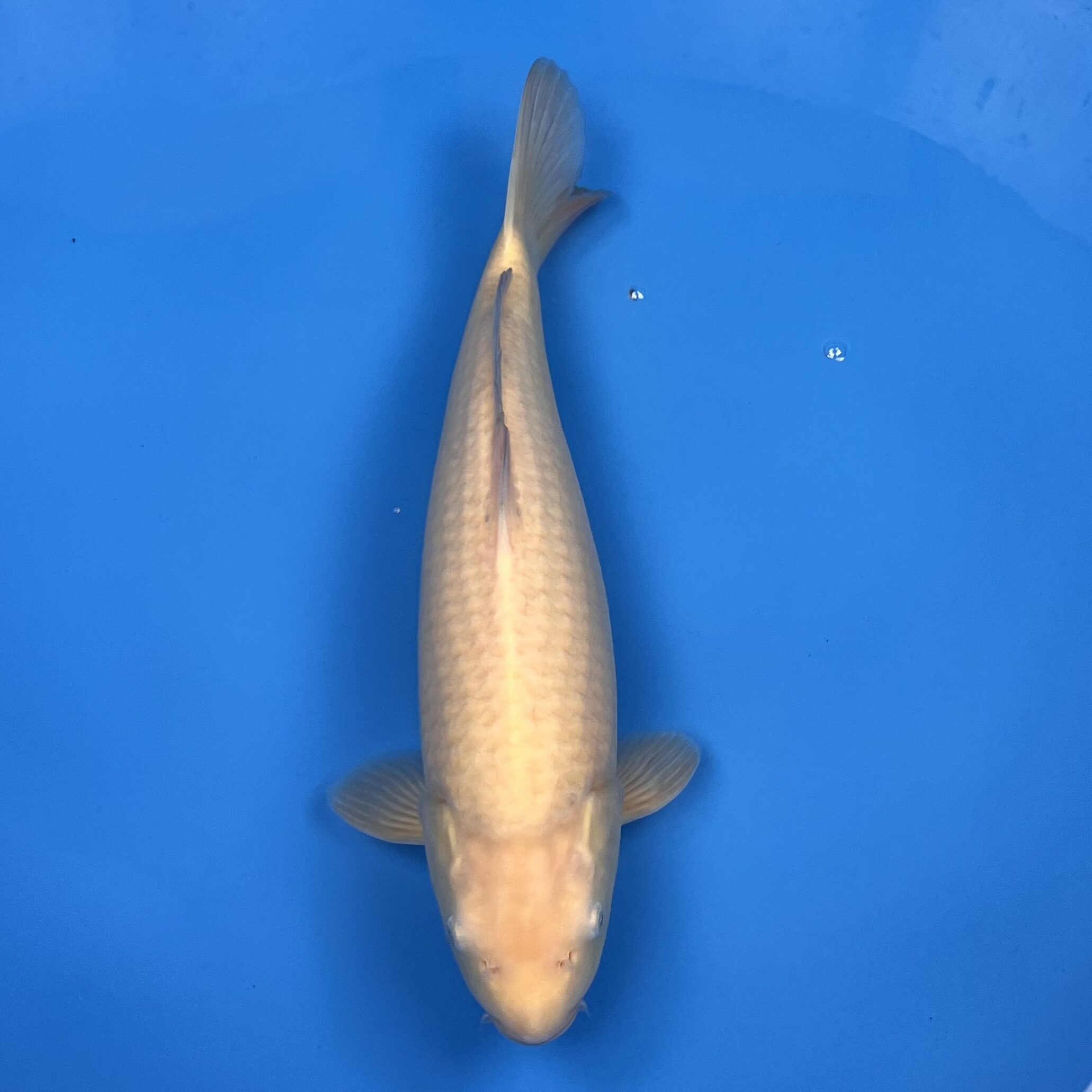 Karashigoi 45-48cm - Koifarm Webshop