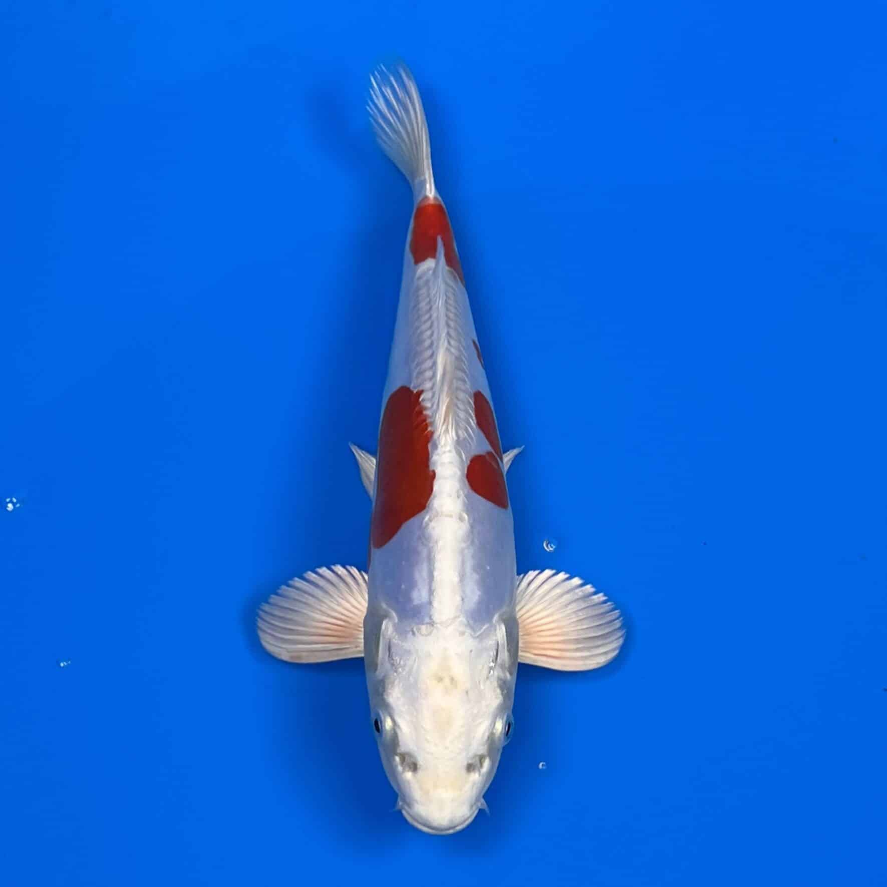 Kikusui 30cm - Koifarm Webshop