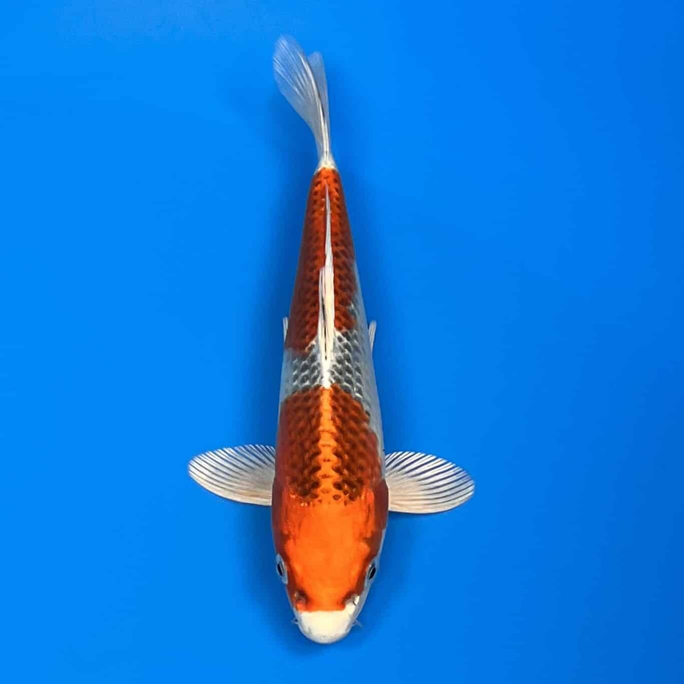 Nidan Kujaku 23cm - Koifarm Webshop