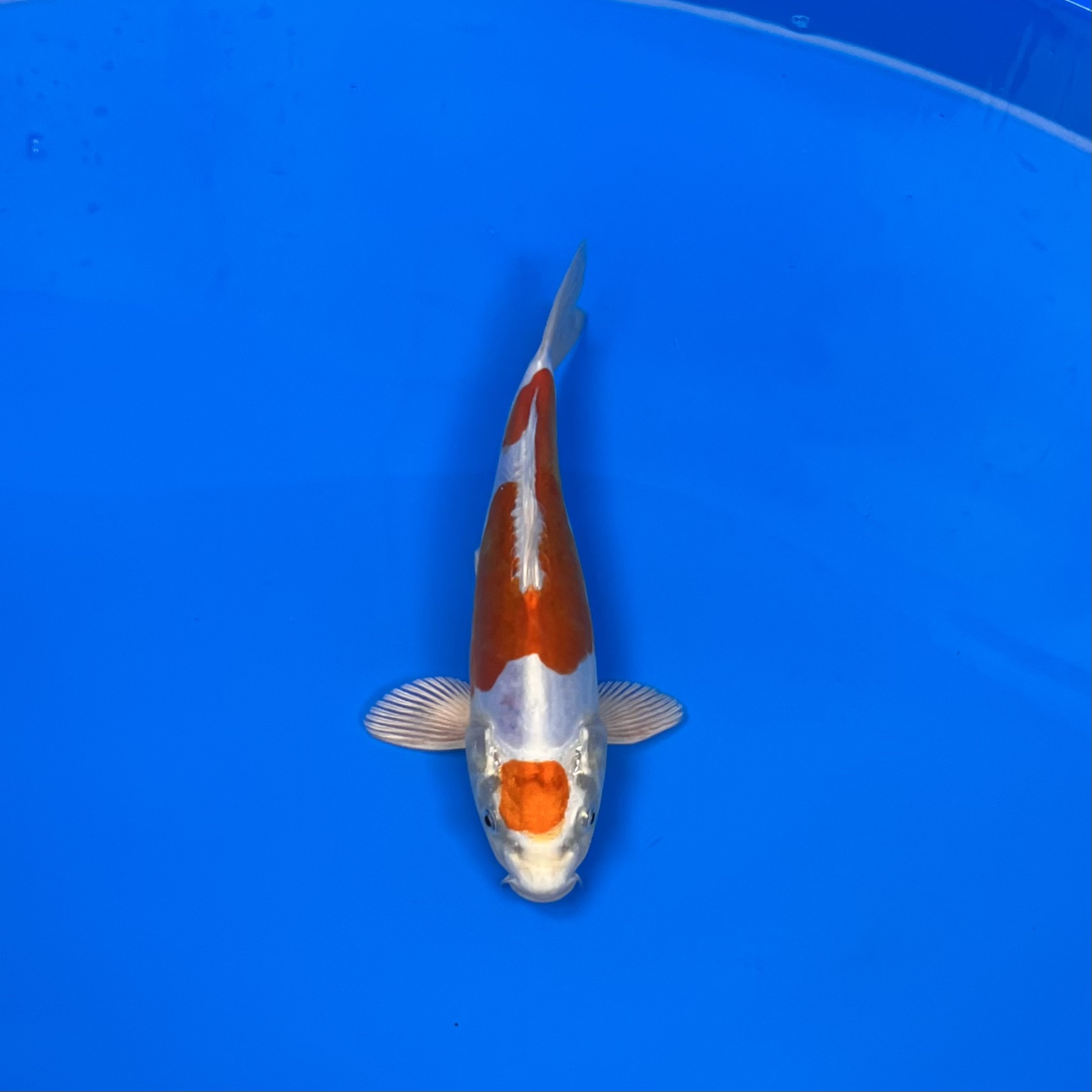 Maruten Kikusui 27cm - Koifarm Webshop