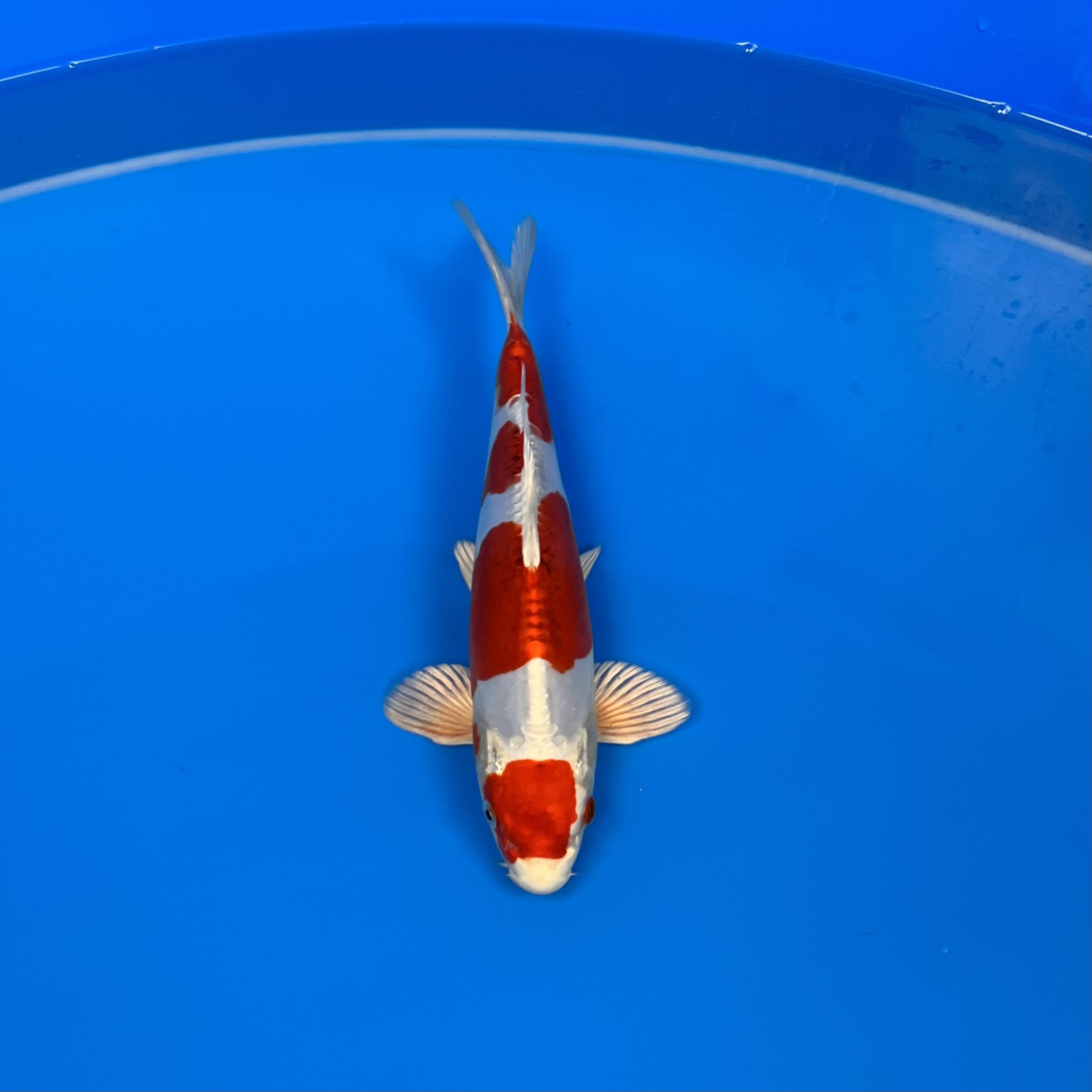 Maruten Kikusui 28cm - Koifarm Webshop