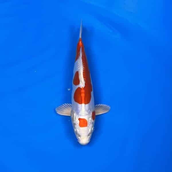 Maruten Kikusui 30cm - Koifarm Webshop