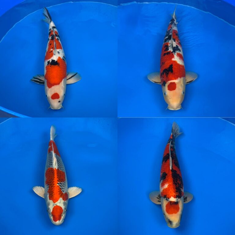 Japanse koi kopen? Ruime keuze aan koi uit Japan