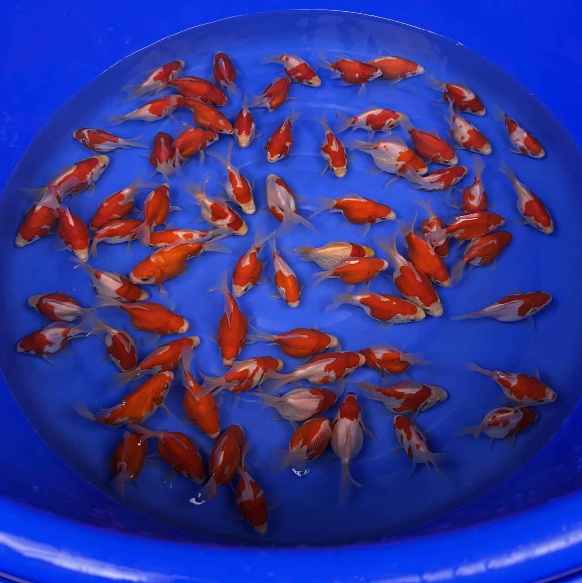 Tamasaba - Koifarm Webshop