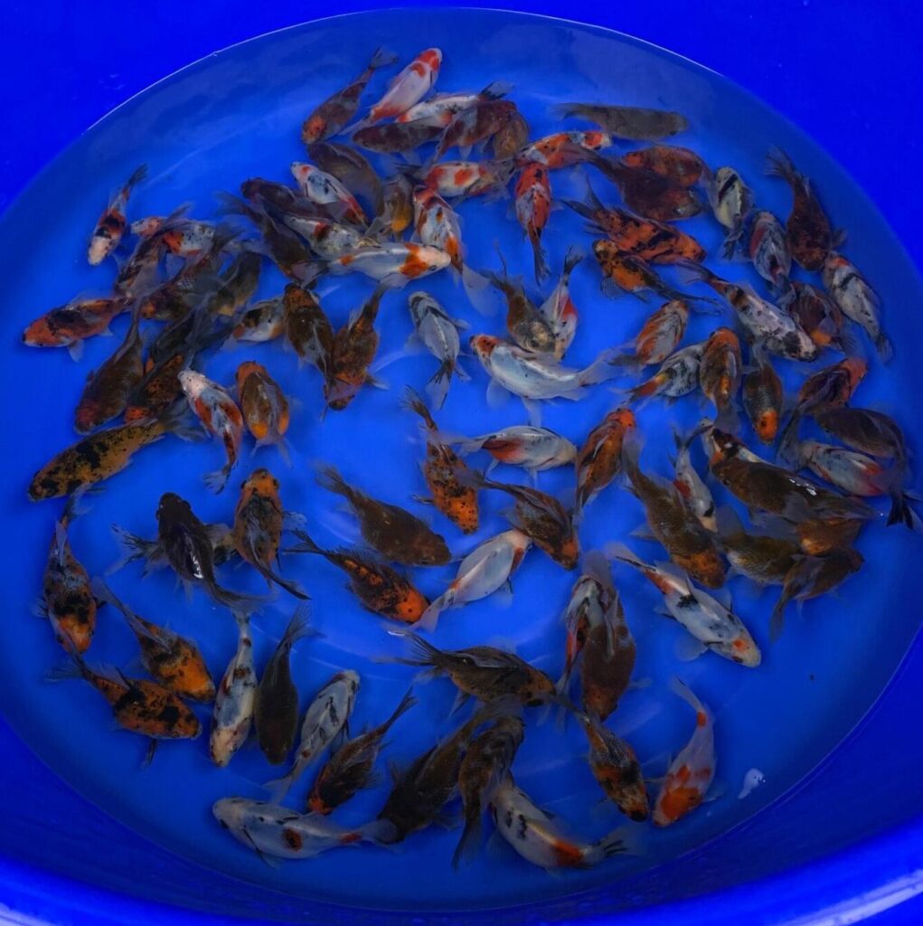 Tamasaba | Poissons rouges du Japon - Koifarm Webshop