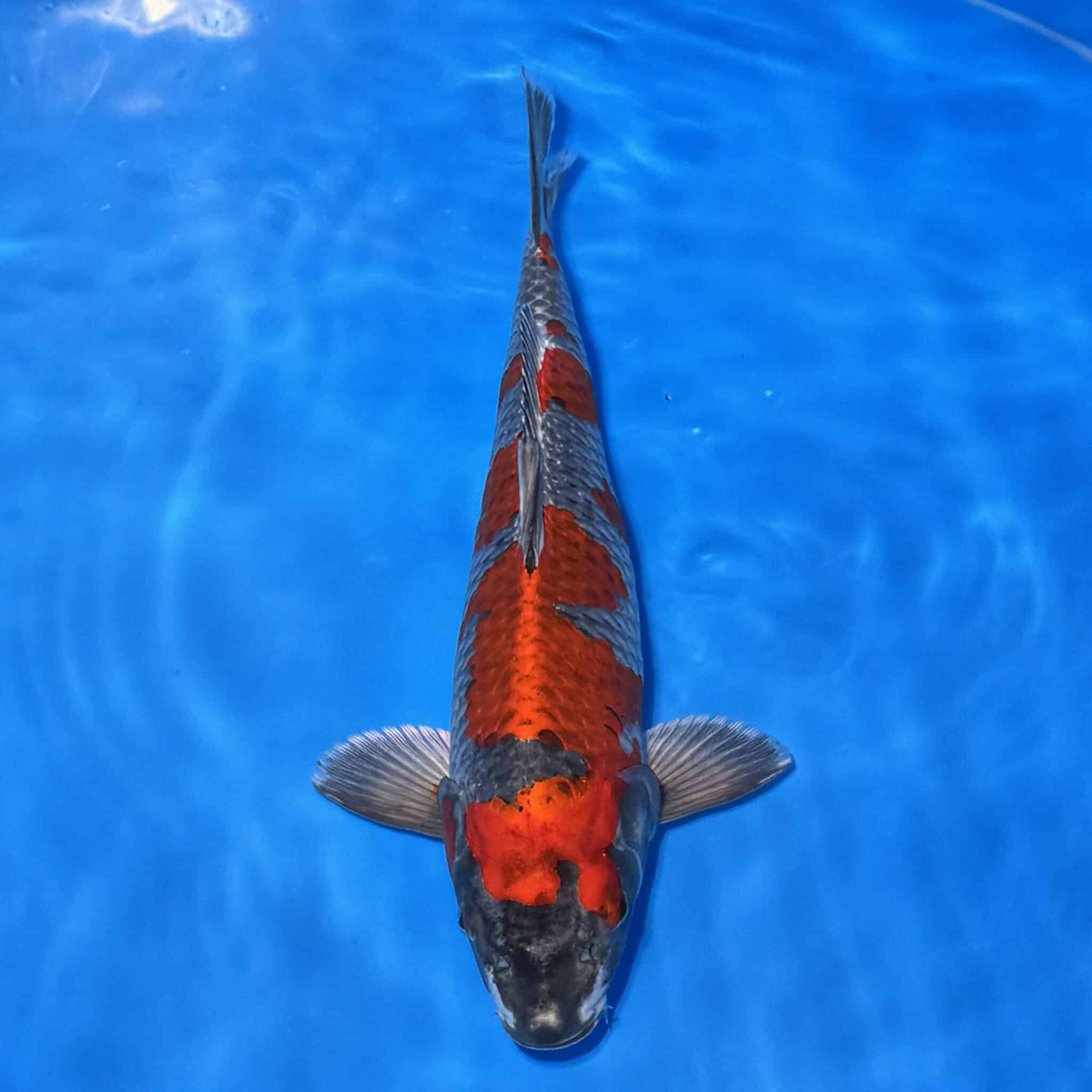 #125 Beni Ginga 45cm - Koifarm Webshop