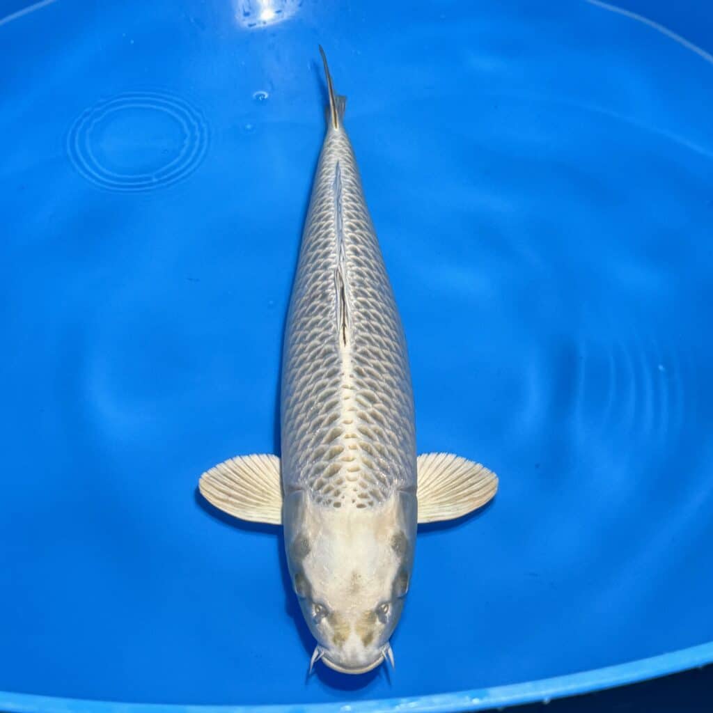 #175 Mukashi Ogon 59cm - Koifarm Webshop