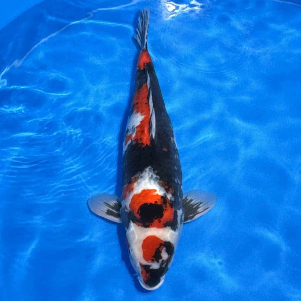 #185 Maruten Showa 65cm - Koifarm Webshop