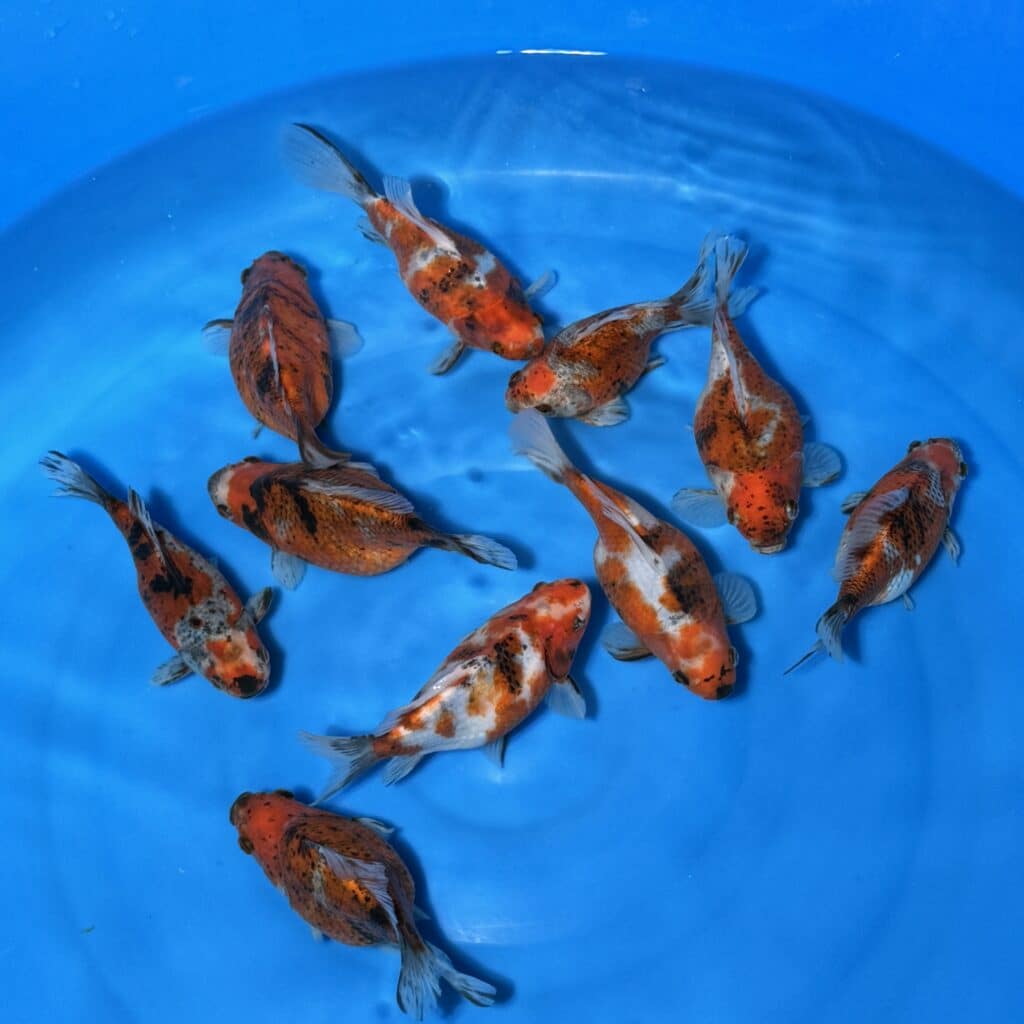 Ruime keuze aan tamasaba, de Japanse goudvis