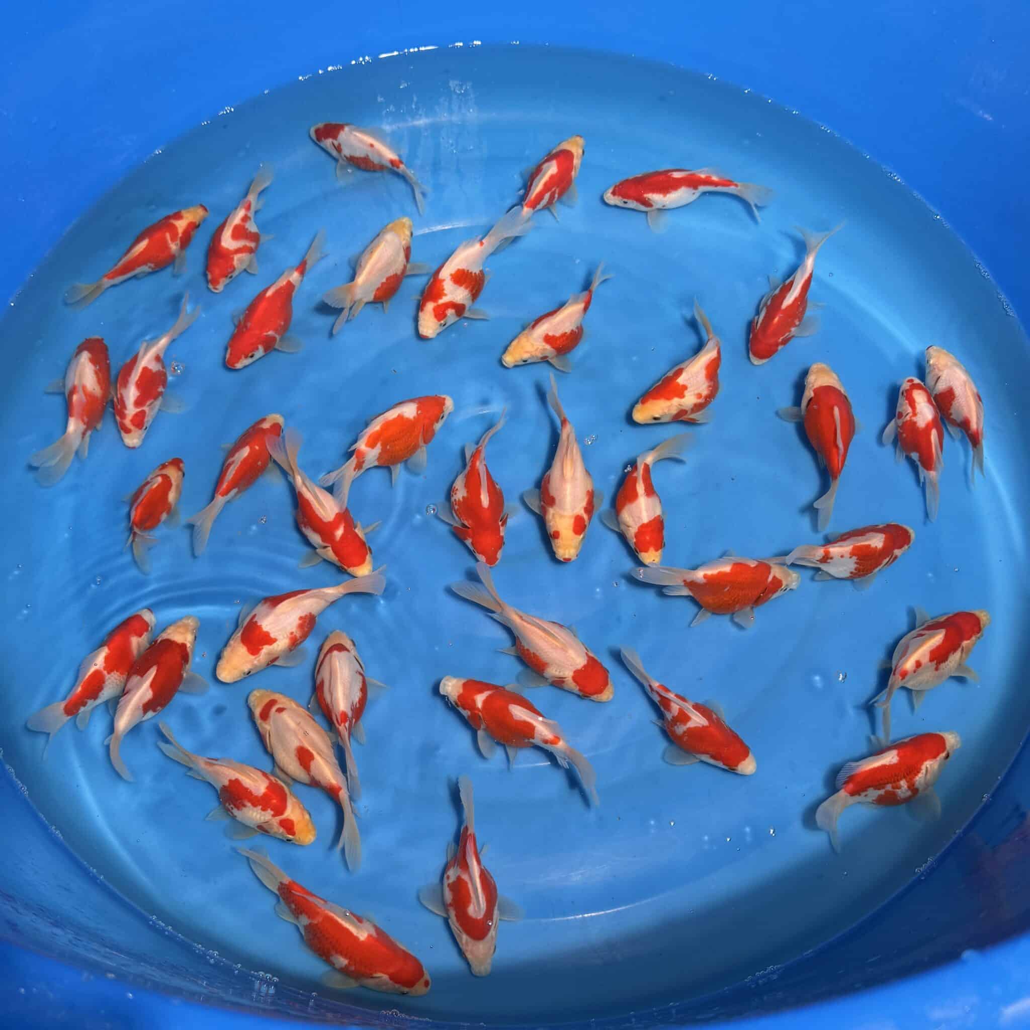 Tamasaba | Poissons rouges du Japon - Koifarm Webshop