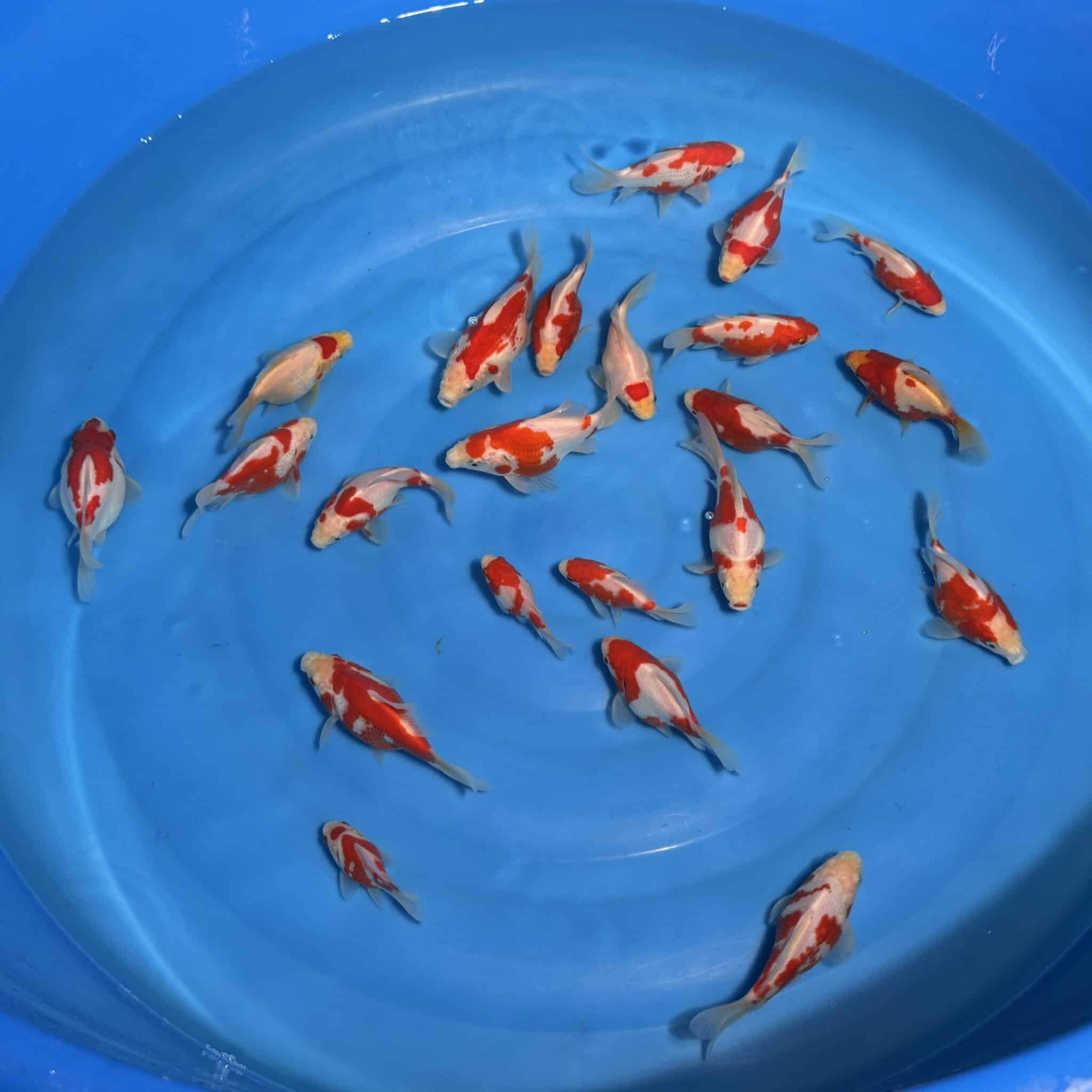 Tamasaba | Poissons rouges du Japon - Koifarm Webshop