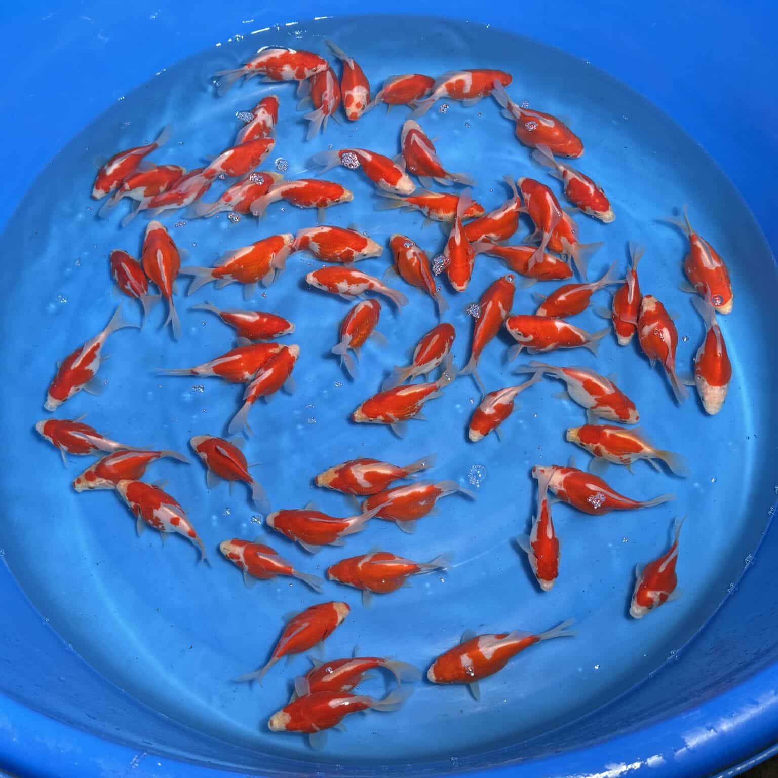 Tamasaba | Poissons rouges du Japon - Koifarm Webshop