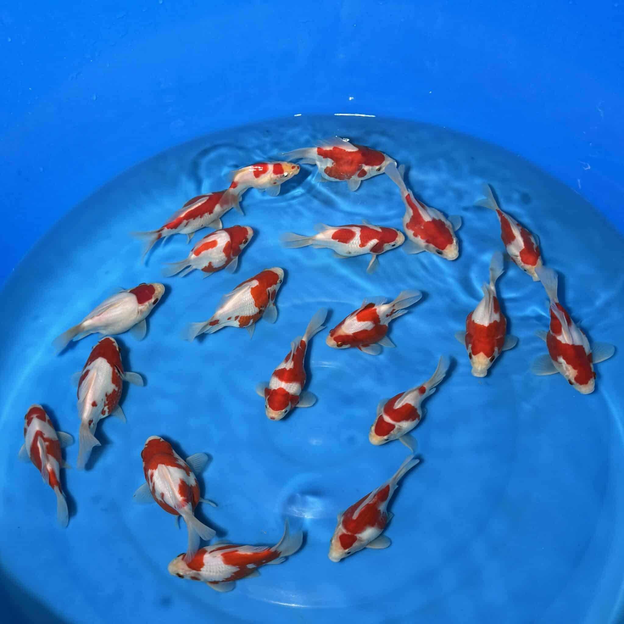 Tamasaba VHQ 11-14cm - Koifarm Webshop