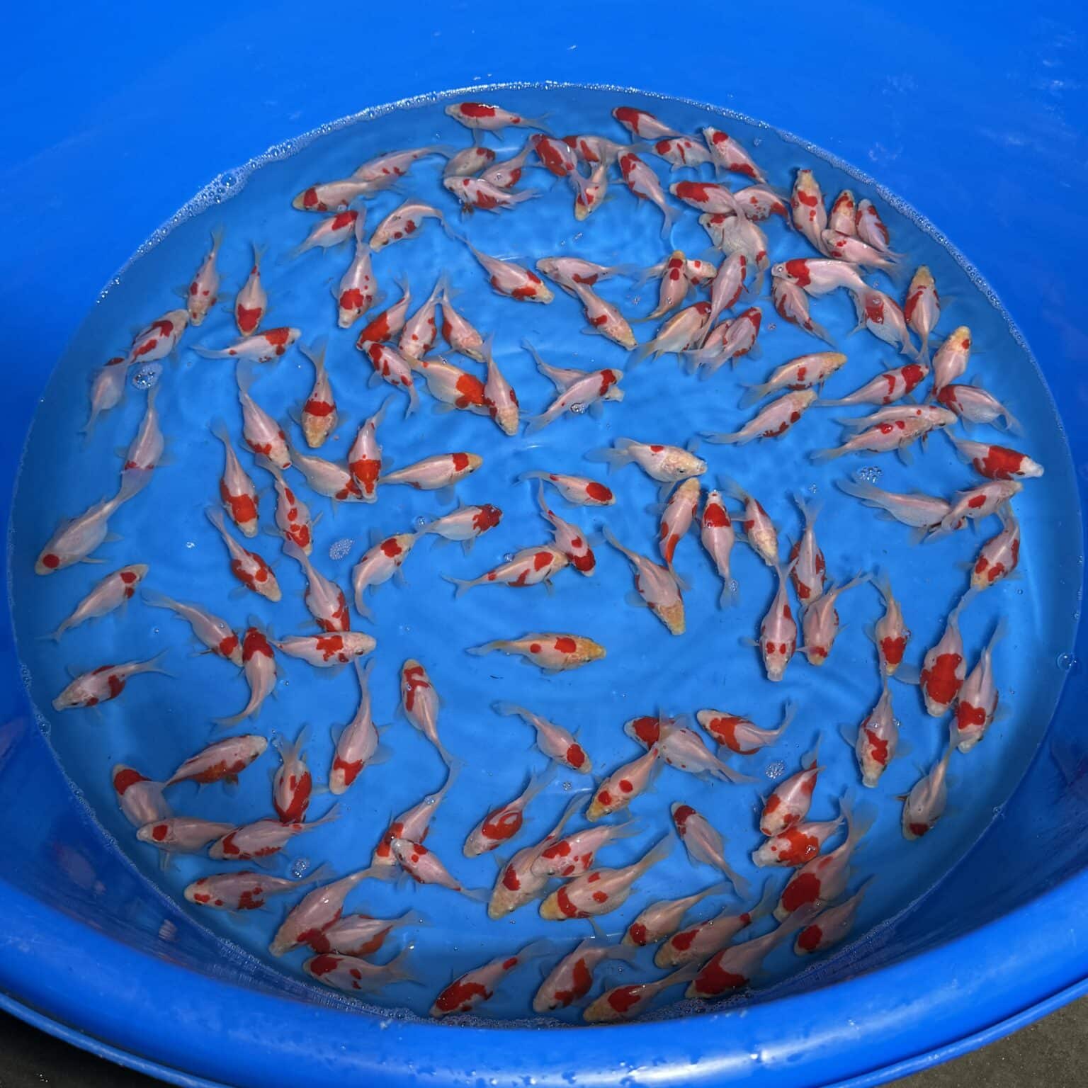 Tamasaba | Poissons rouges du Japon - Koifarm Webshop