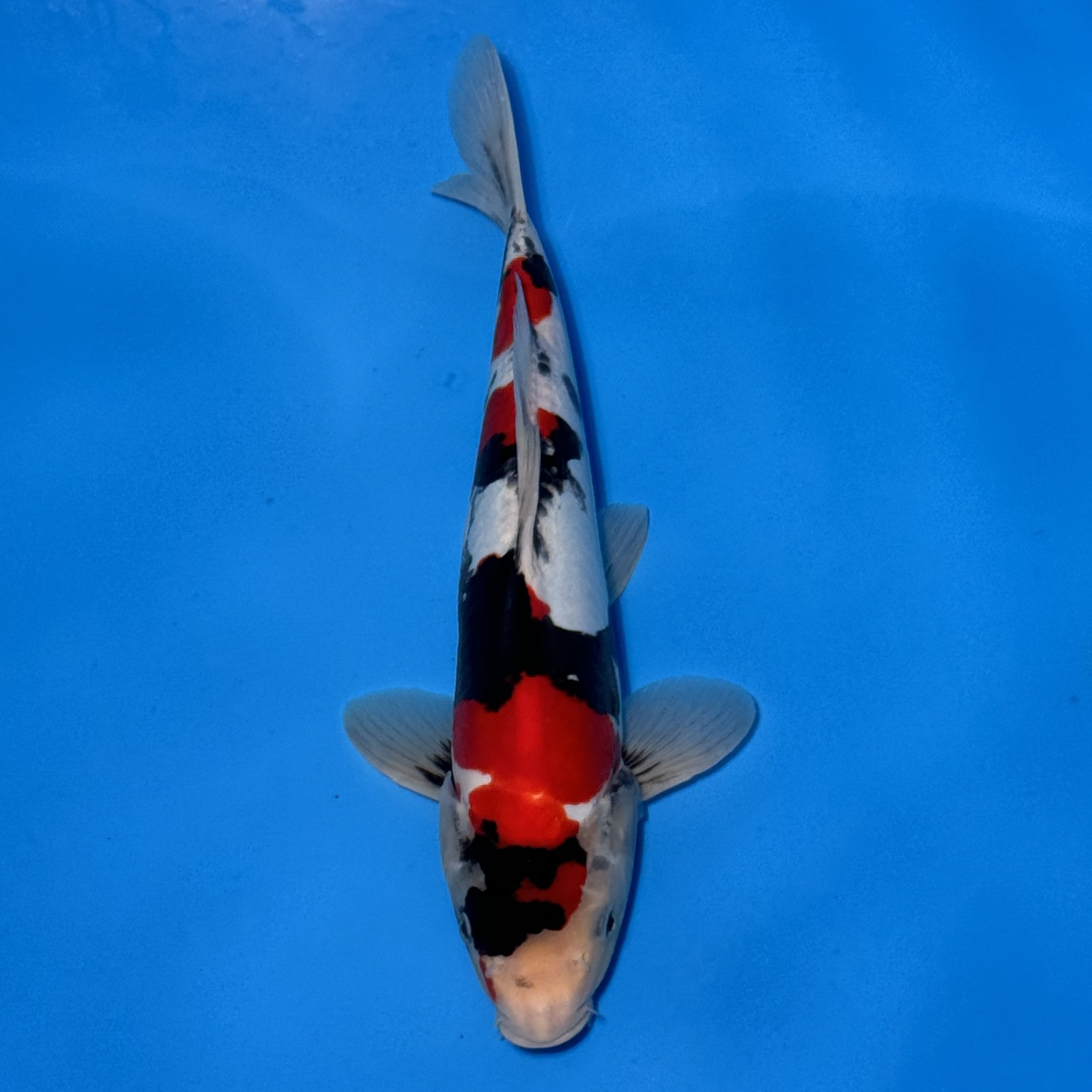 #212 Doitsu Showa 35cm - Koifarm Webshop