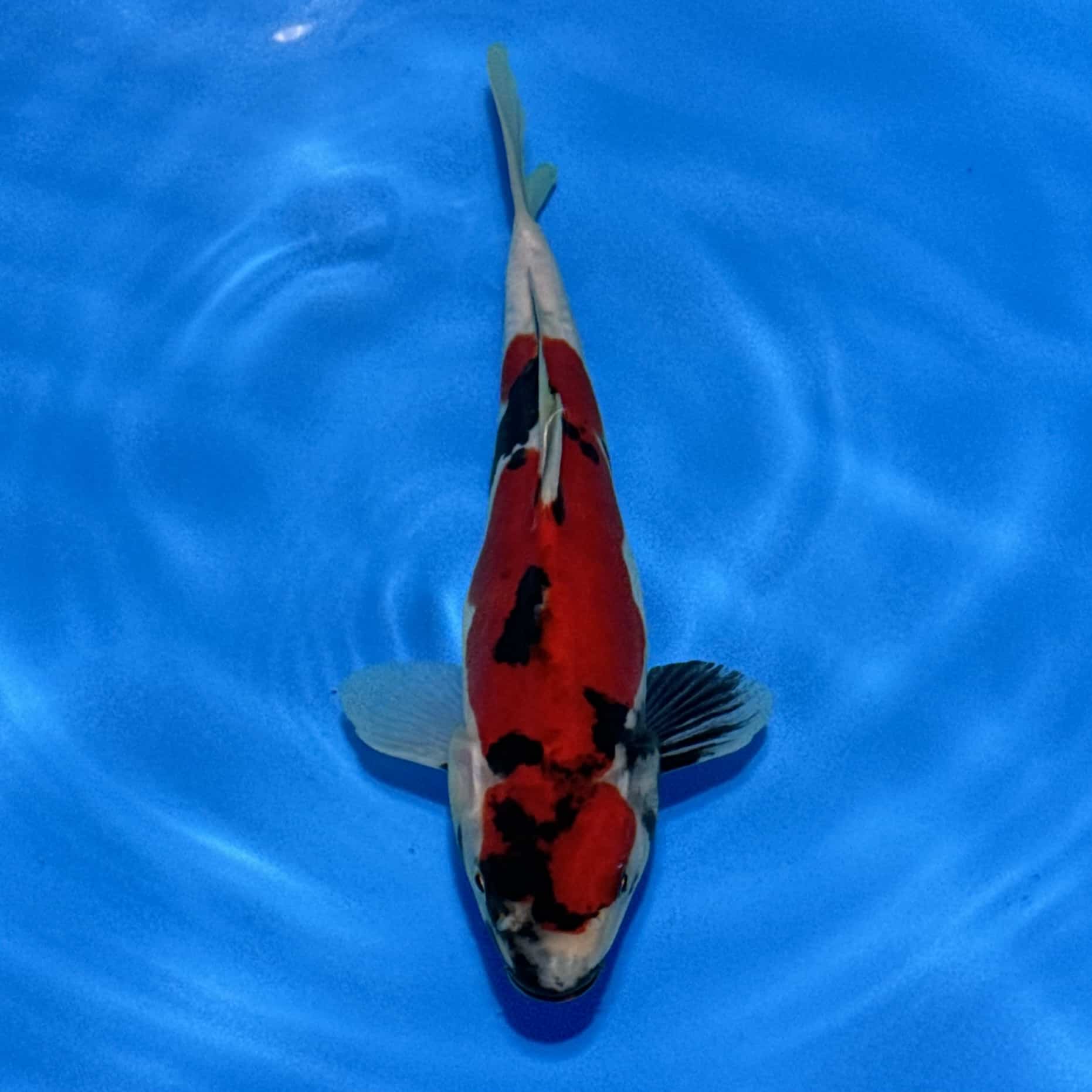 #263 Doitsu Showa 26cm - Koifarm Webshop