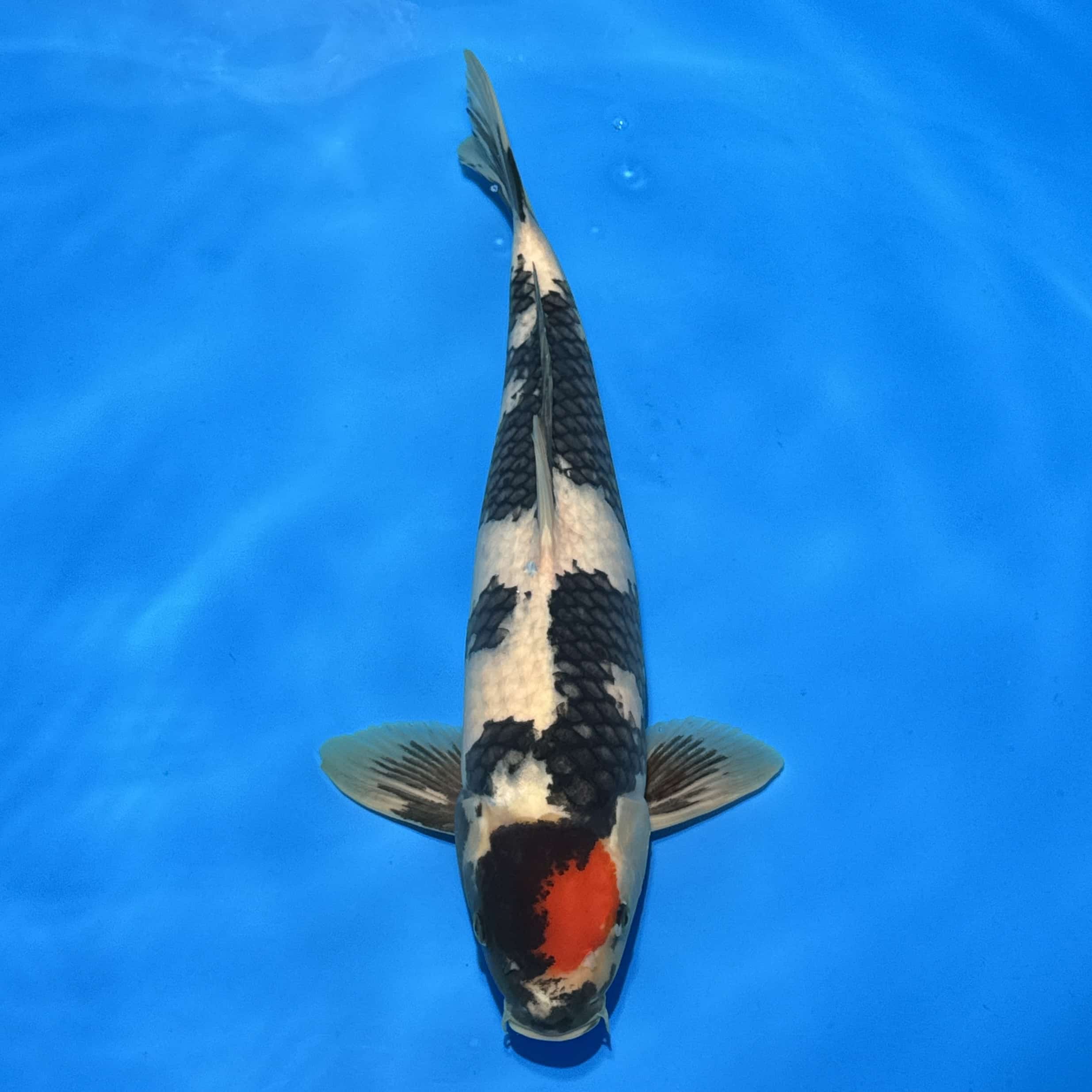 #286 Tancho Showa 48cm - Koifarm Webshop