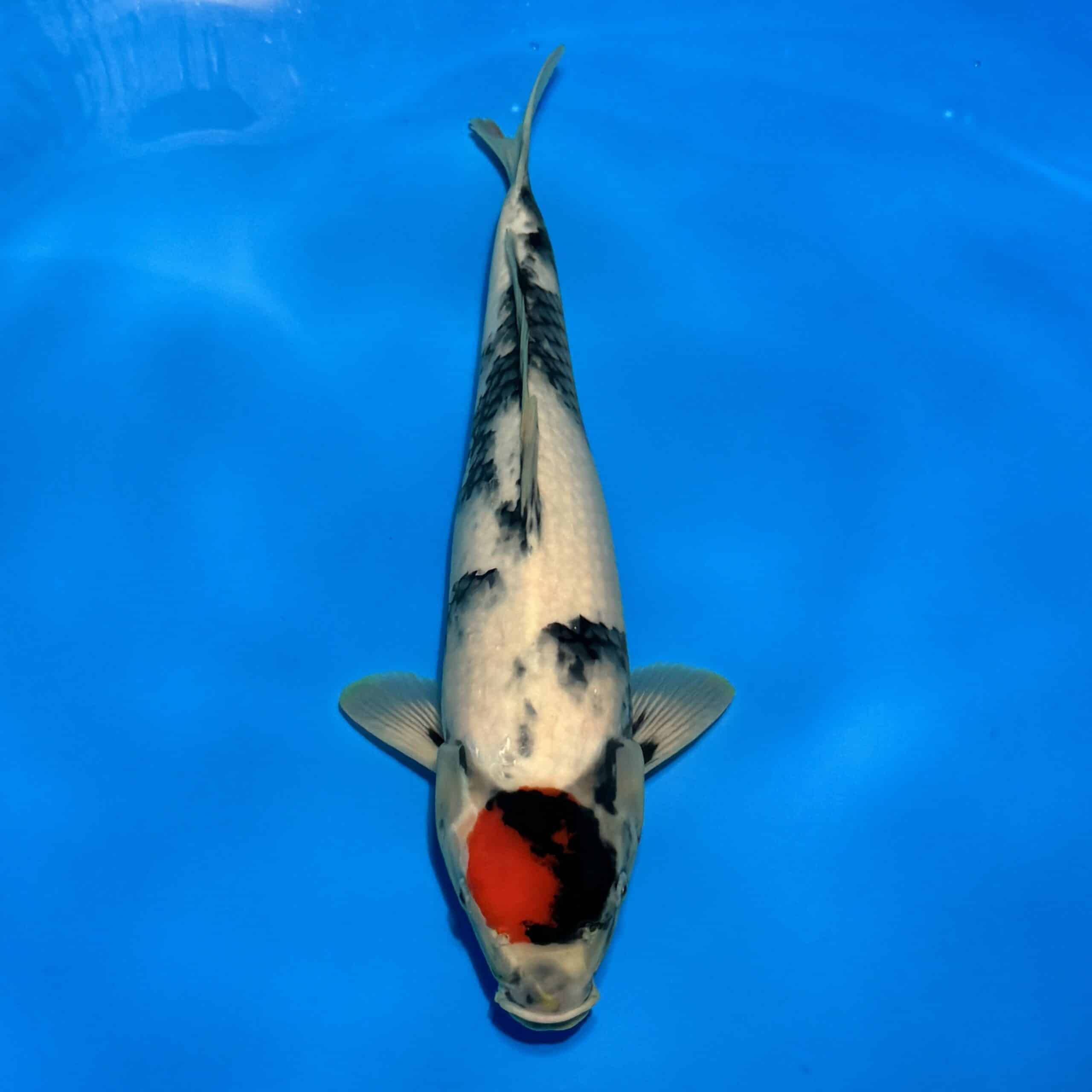 #288 Tancho Showa 48cm - Koifarm Webshop