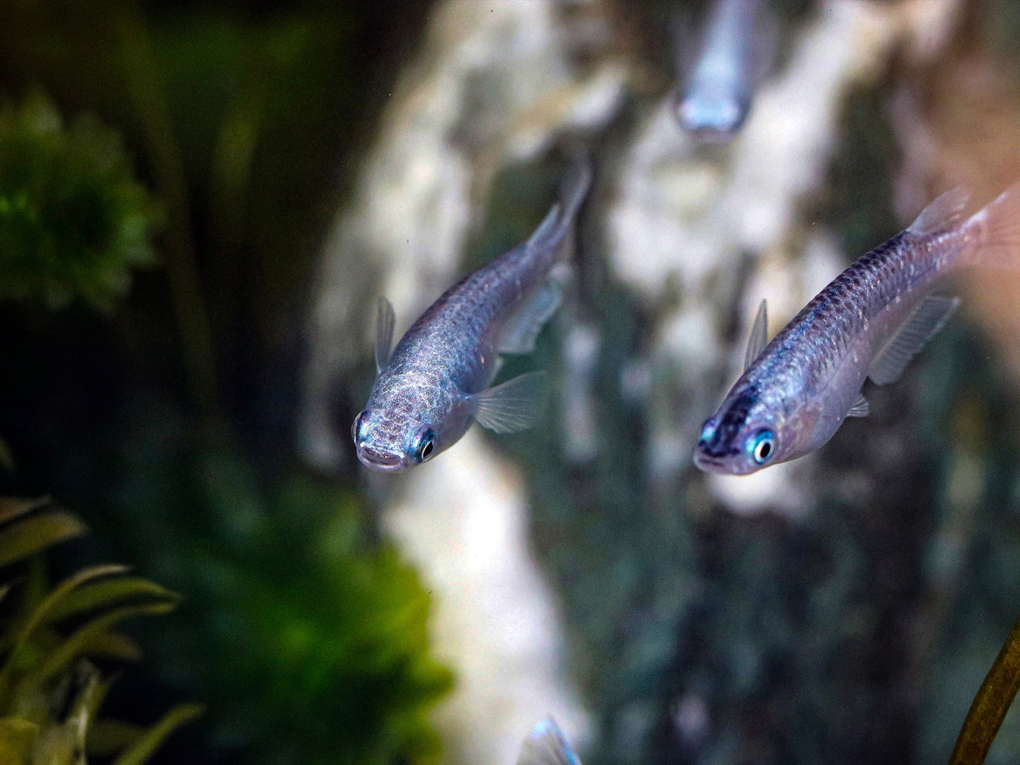 Medaka - Koifarm Webshop